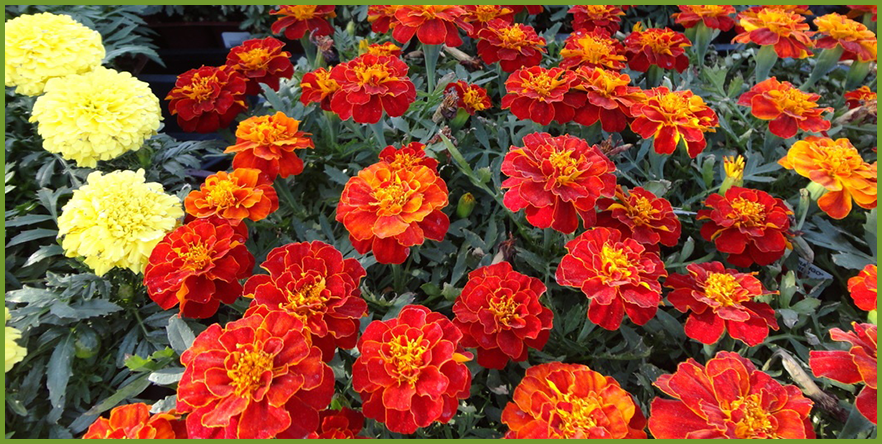 5 Fall Tips for a Perfect Phoenix Landscape