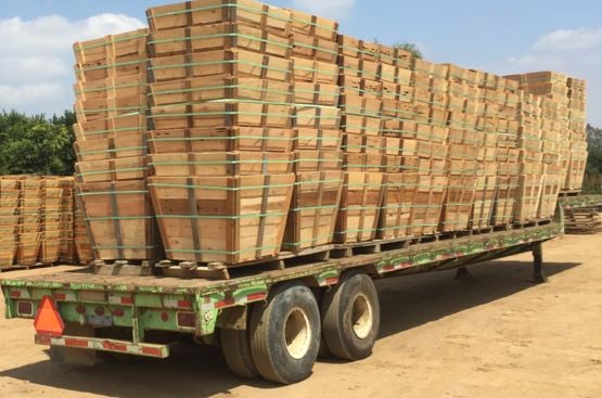 MOON VALLEY NURSERIES GROWING CUSTOM TREES FOR OVER 25 YEARS