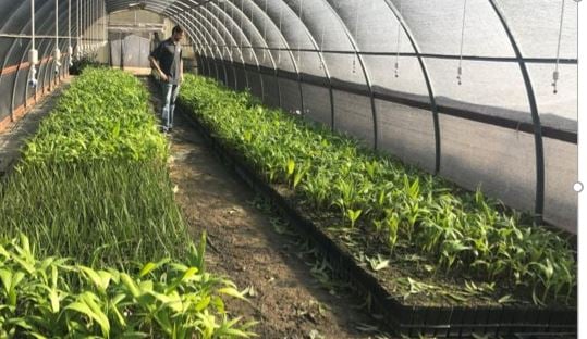 MOON VALLEY NURSERIES GROWING CUSTOM TREES FOR OVER 25 YEARS