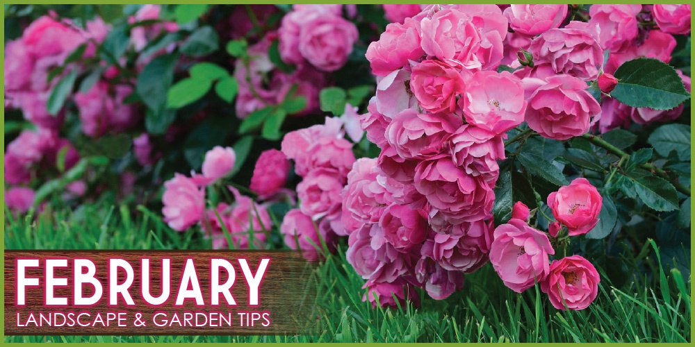February Landscape & Garden Tips