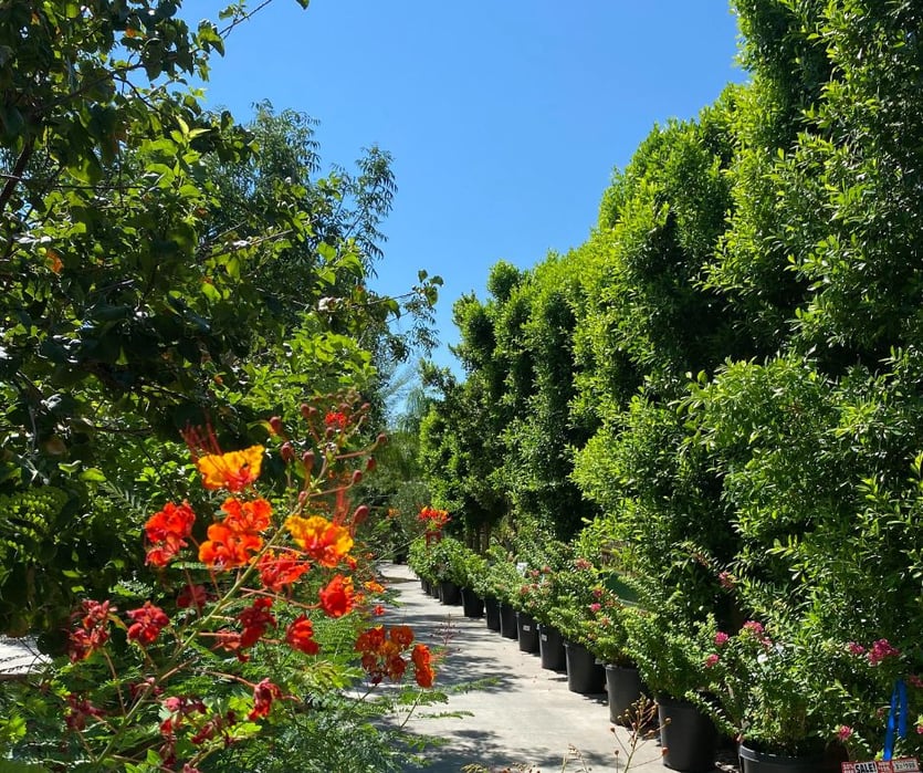 Ficus Nitida: The Original Hollywood Style Hedge