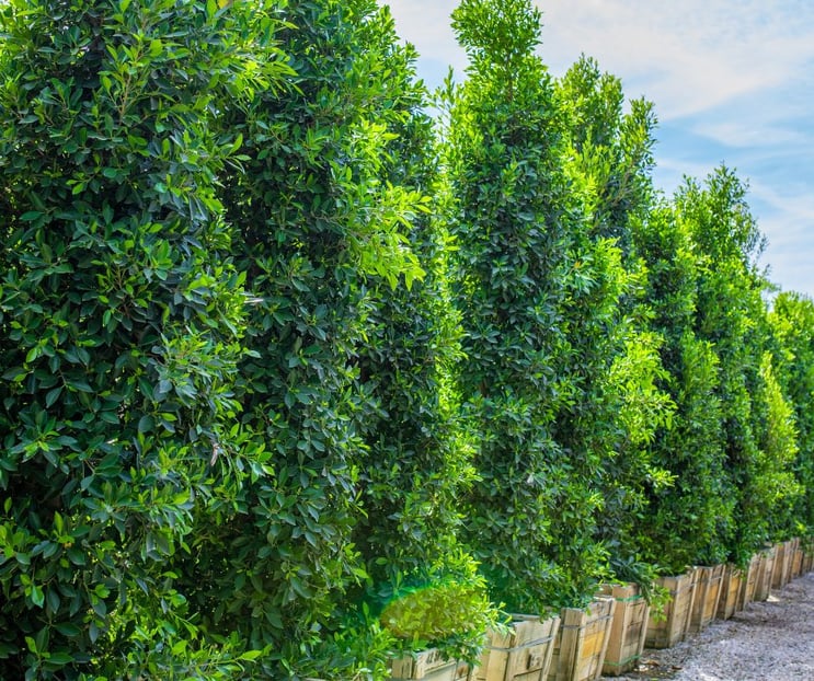 Ficus Nitida: The Original Hollywood Style Hedge