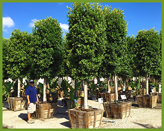 Ficus