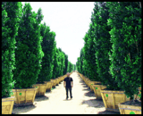 Top 10 Trees & Shrubs For A Privacy Hedge