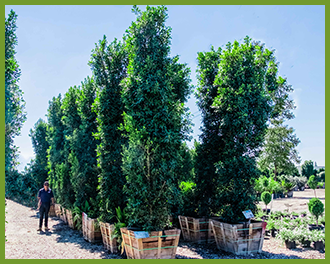 Top 5 Hollywood Style Hedges