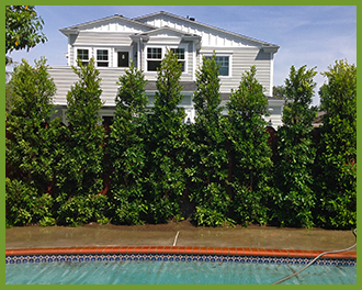 Why You Should Consider Privacy Yard Ideas