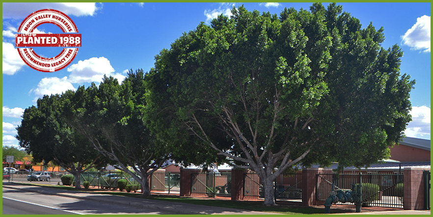 Grow Your Legacy Tree Today