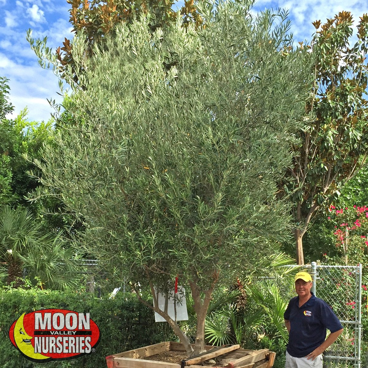 5 EVERGREEN TREES FOR FRONT YARD PRIVACY