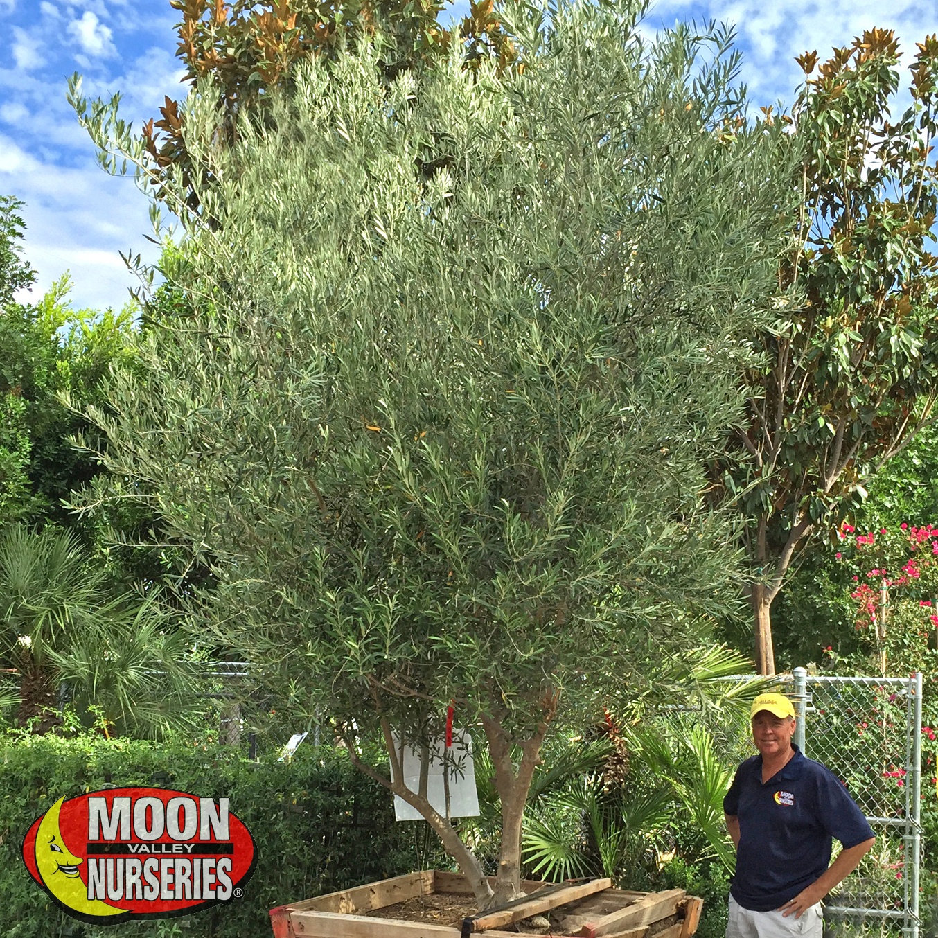 5 Evergreen Trees for Front Yard Privacy in Nevada