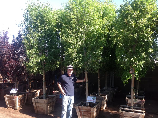 Fall Trees for Fall Planting