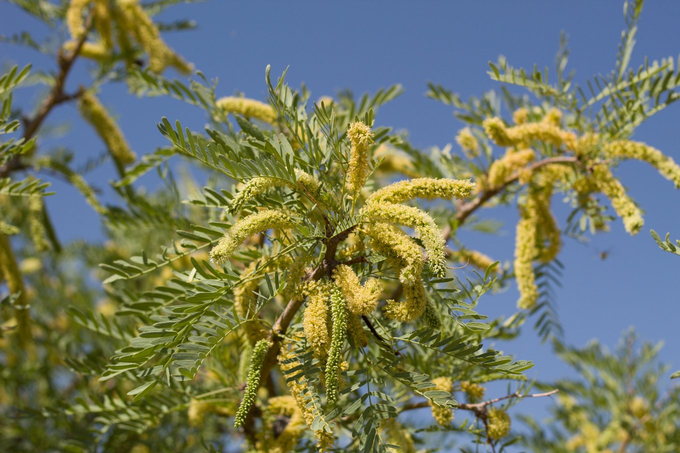What are the different types of mesquite trees?