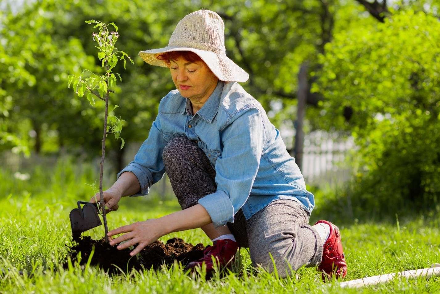 How Do You Nurture a Newly Transplanted Tree?