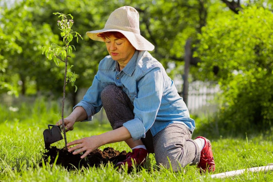 How Do You Nurture a Newly Transplanted Tree?