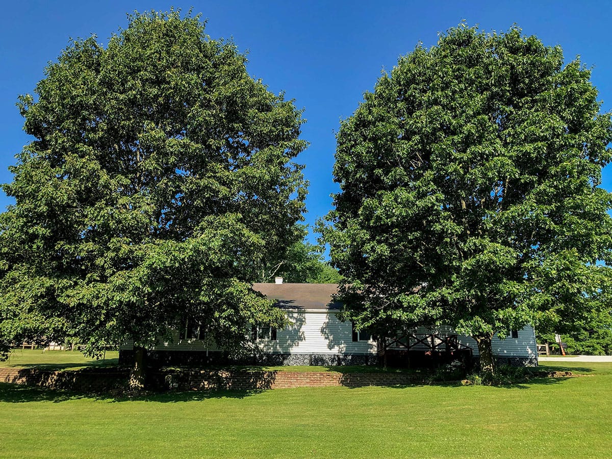 How Many Oak Tree Types Are There?