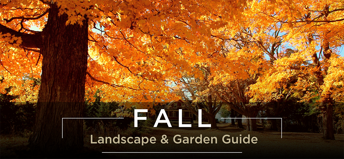 Arizona Fall Landscape & Garden Guide for 2022