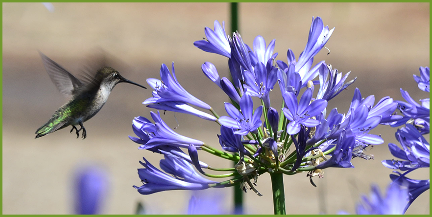 Top Flowering Trees & Shrubs to Attract Hummingbirds & Butterflies