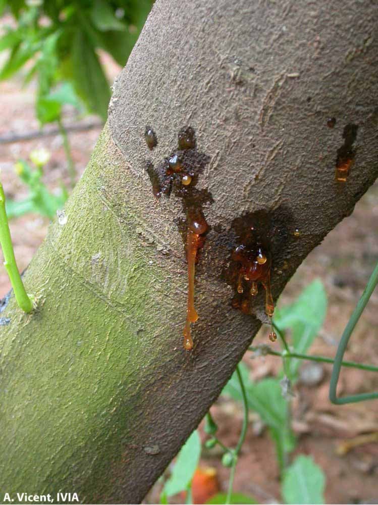 Gummosis in The Arizona Summer