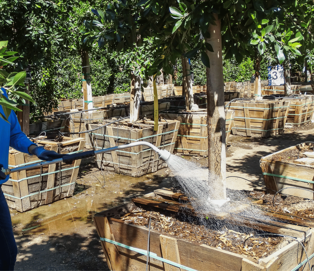 The Art of Winter Watering: Essential Tips for Plant Care