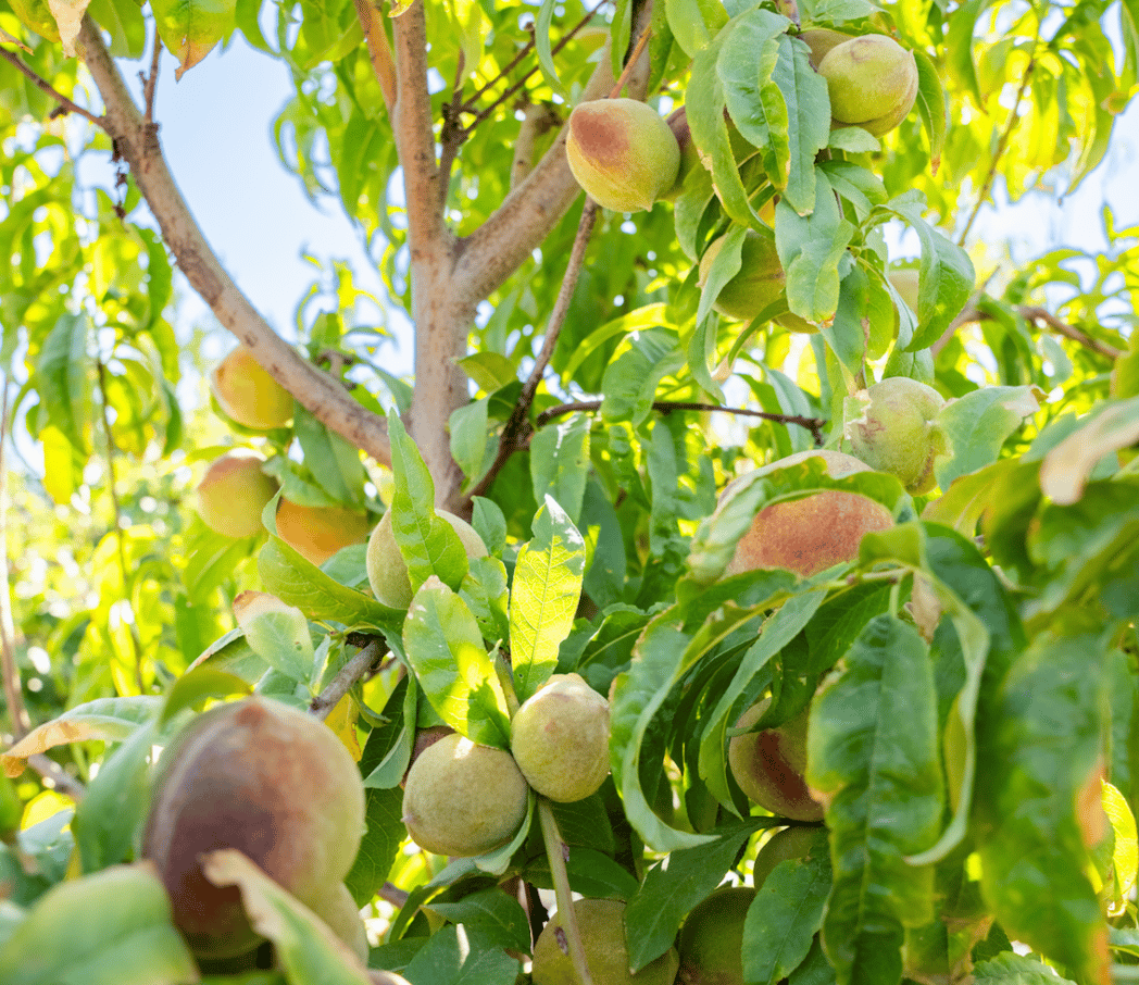 Pruning Fruit Trees Like a Pro: Essential Tips for Homeowners