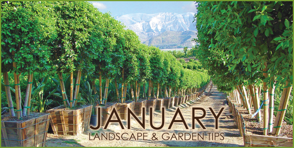 January Landscape & Garden Tips