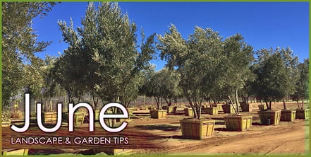 June Landscape & Garden Tips