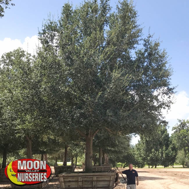 Planning a New Landscape This Fall?