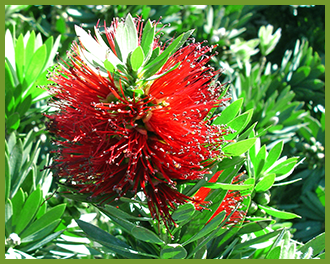 February Landscape & Garden Tips