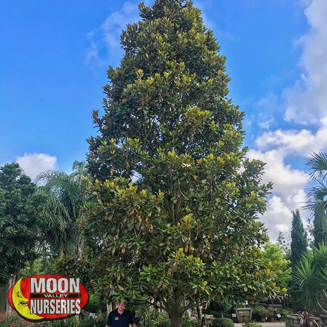 Best Trees to Plant Memorial Day Weekend