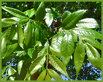 Majestic Ash: The Best Shade Tree For Your Home