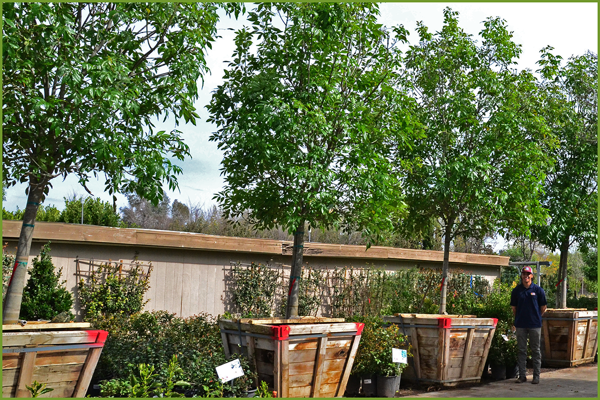 Majestic Ash: The Best Shade Tree For Your Home