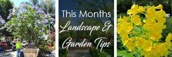 Tips for a Healthy Landscape & Garden in May