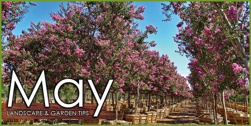 May Landscape & Garden Tips