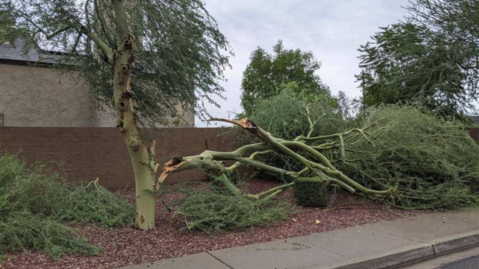 Arizona Monsoon: Landscape Prep & Cleanup