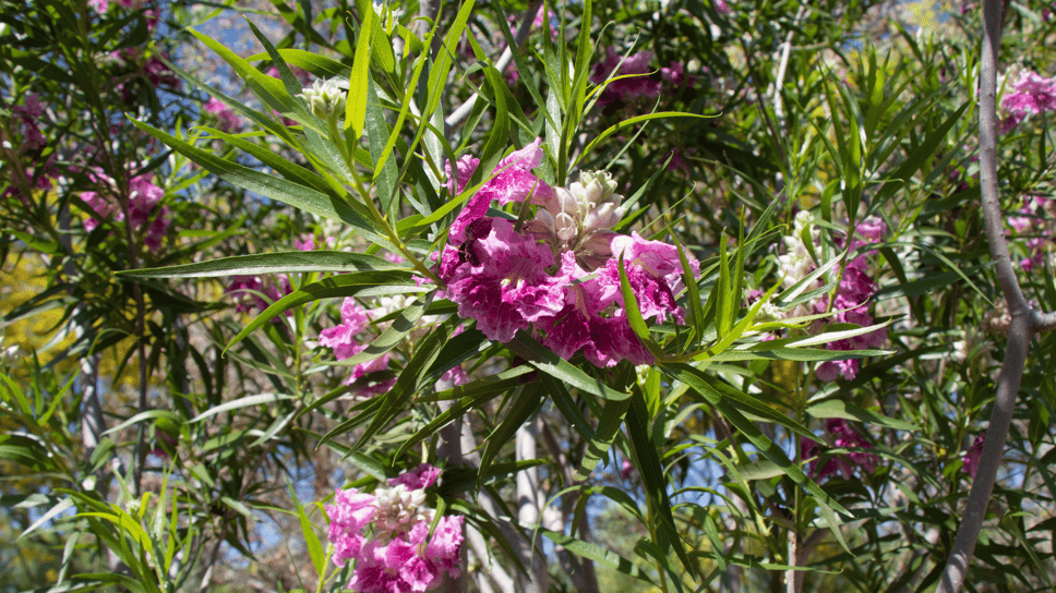 The Top Flowering Trees For Arizona