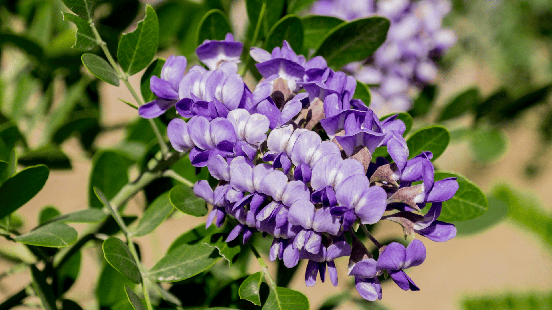 The Top Flowering Trees For Arizona