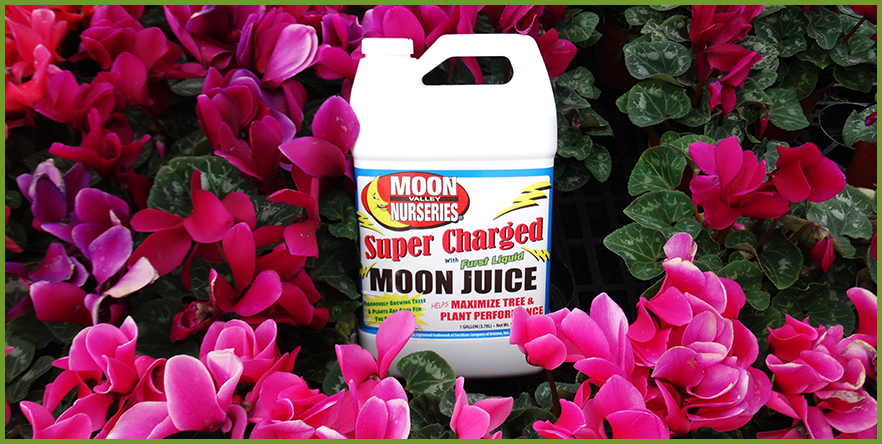 Supercharged Moon Juice & How It Helps Trees In The Summer
