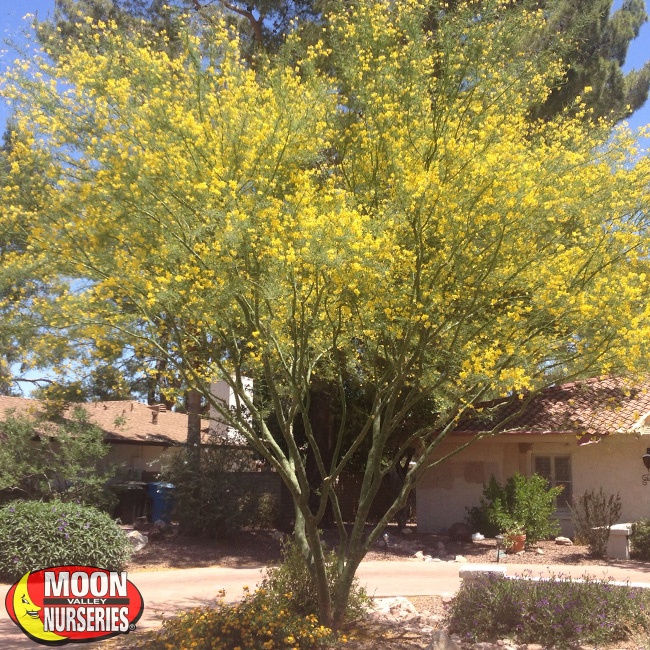 Flowering Desert Trees for Arizona