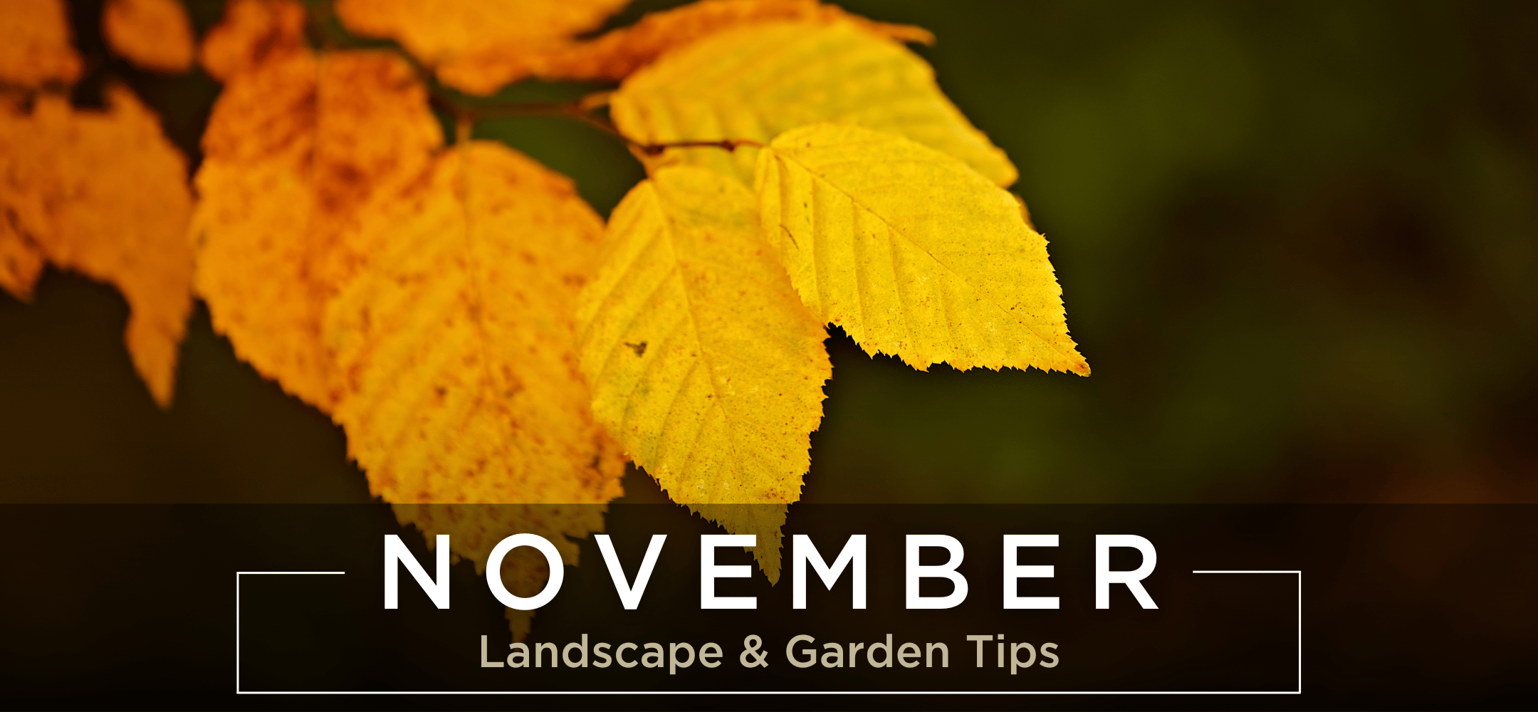 November Landscape and Garden Tips for Las Vegas in 2022