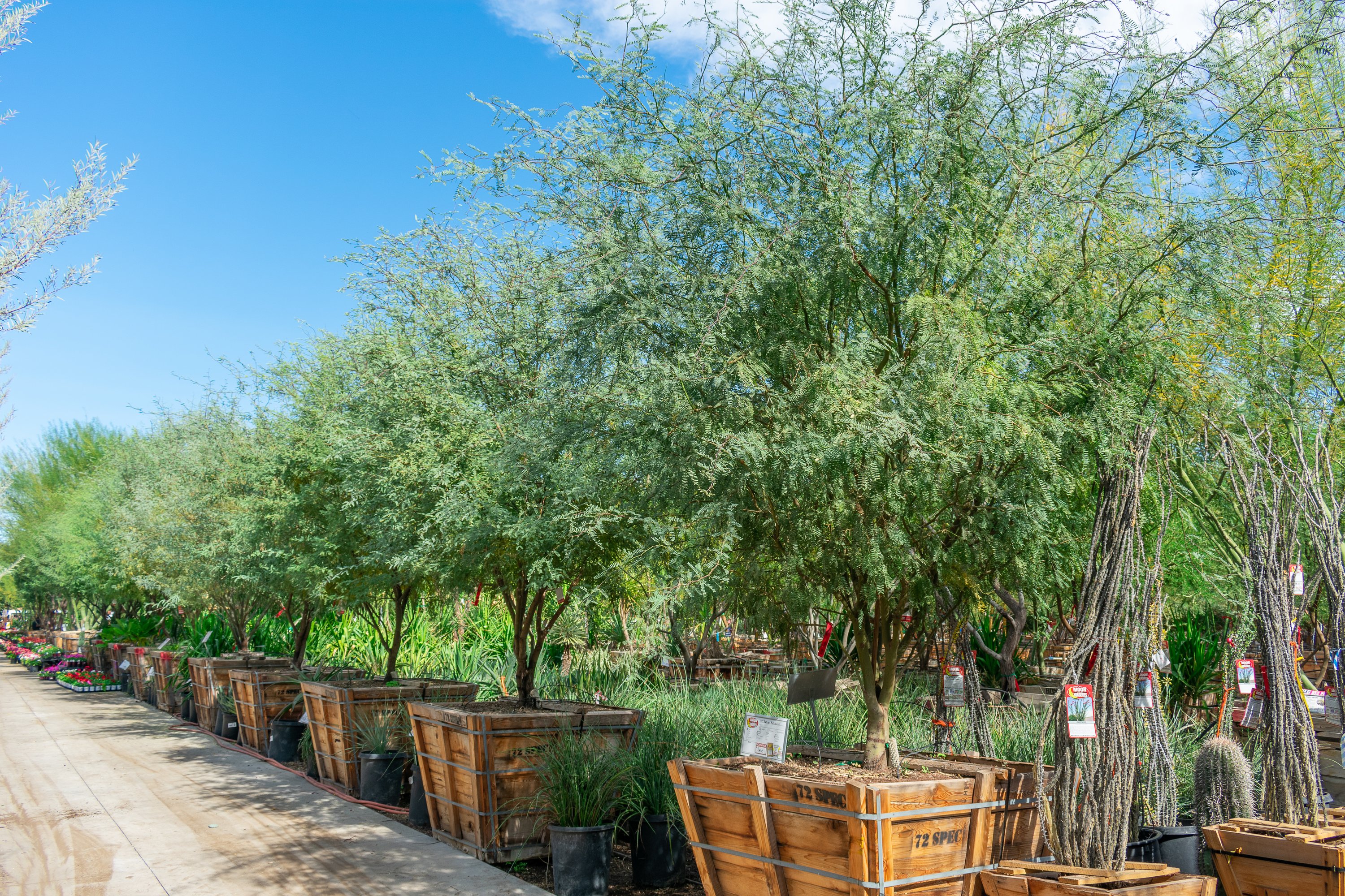 What are the different types of mesquite trees?