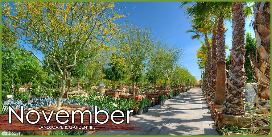 November Landscape and Garden Tips