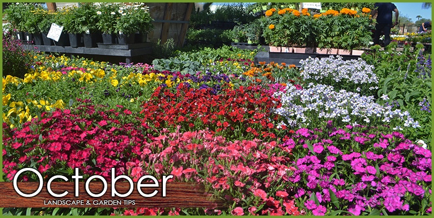 October Landscape & Garden Tips