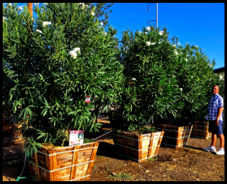 Top 10 Trees & Shrubs For A Privacy Hedge