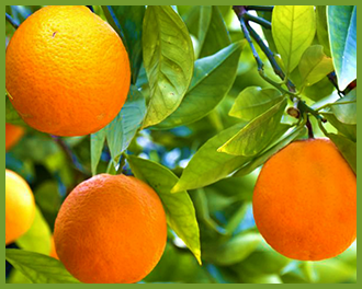 February Landscape & Garden Tips