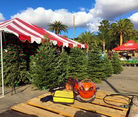 Why We Sell the Freshest and Most Fragrant Real Christmas Trees