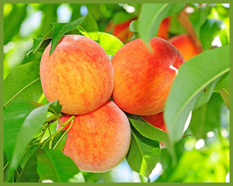 Top 5 Stone & Soft Fruit Trees To Plant Right Now