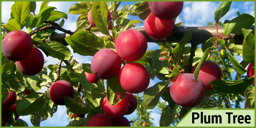 Top 5 Stone & Soft Fruit Trees To Plant Right Now
