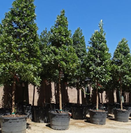 The Ultimate Privacy Hedge for Nevada - The Japanese Blueberry