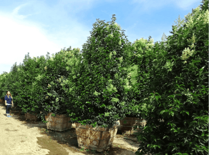 The Ultimate Guide to Privacy Hedges