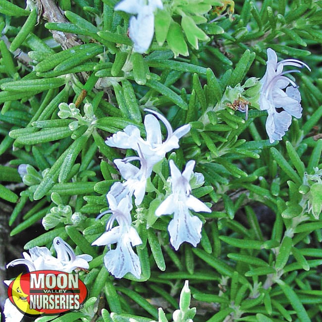 How to Prevent Soil Erosion in Your Arizona Yard