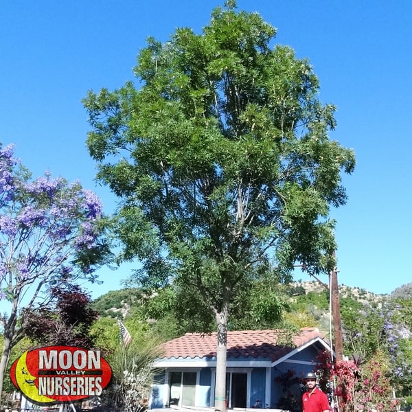 3 Reasons to Plant Trees in the Fall